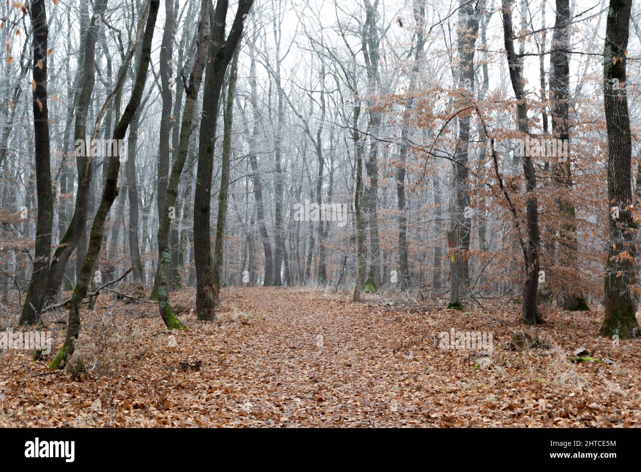 Autumn trees in the forest with the foliage on the ground Stock Photo ...