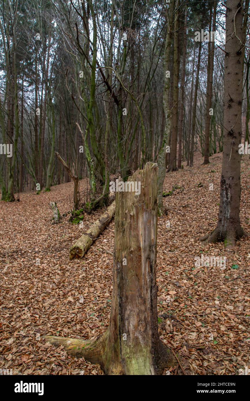 Autumn trees in the forest with the foliage on the ground Stock Photo ...