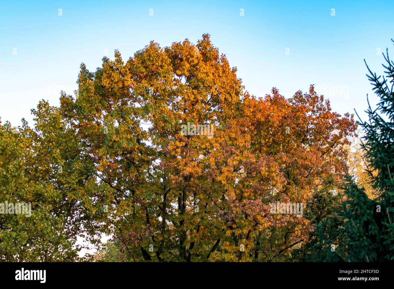 Beautiful autumn scene of the park with colorful trees and fallen ...