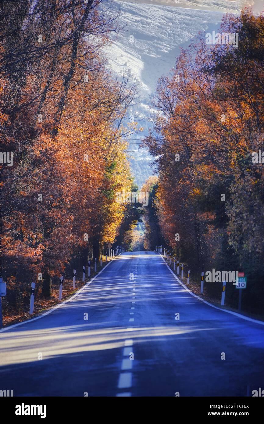 Vertical shot of a road surrounded by colorful trees in autumn during ...