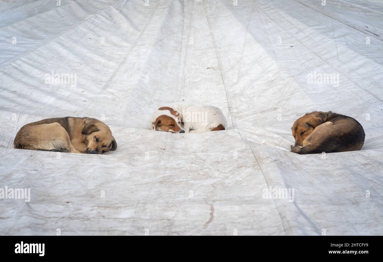 Little stray dogs sleeping on a white surface Stock Photo - Alamy