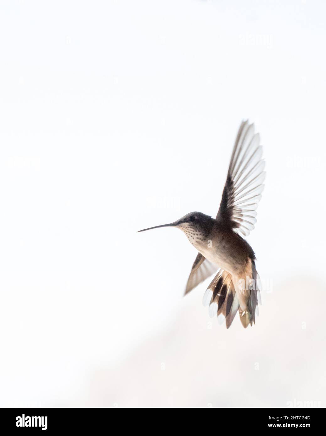 Pretty Hummingbirds In Flight