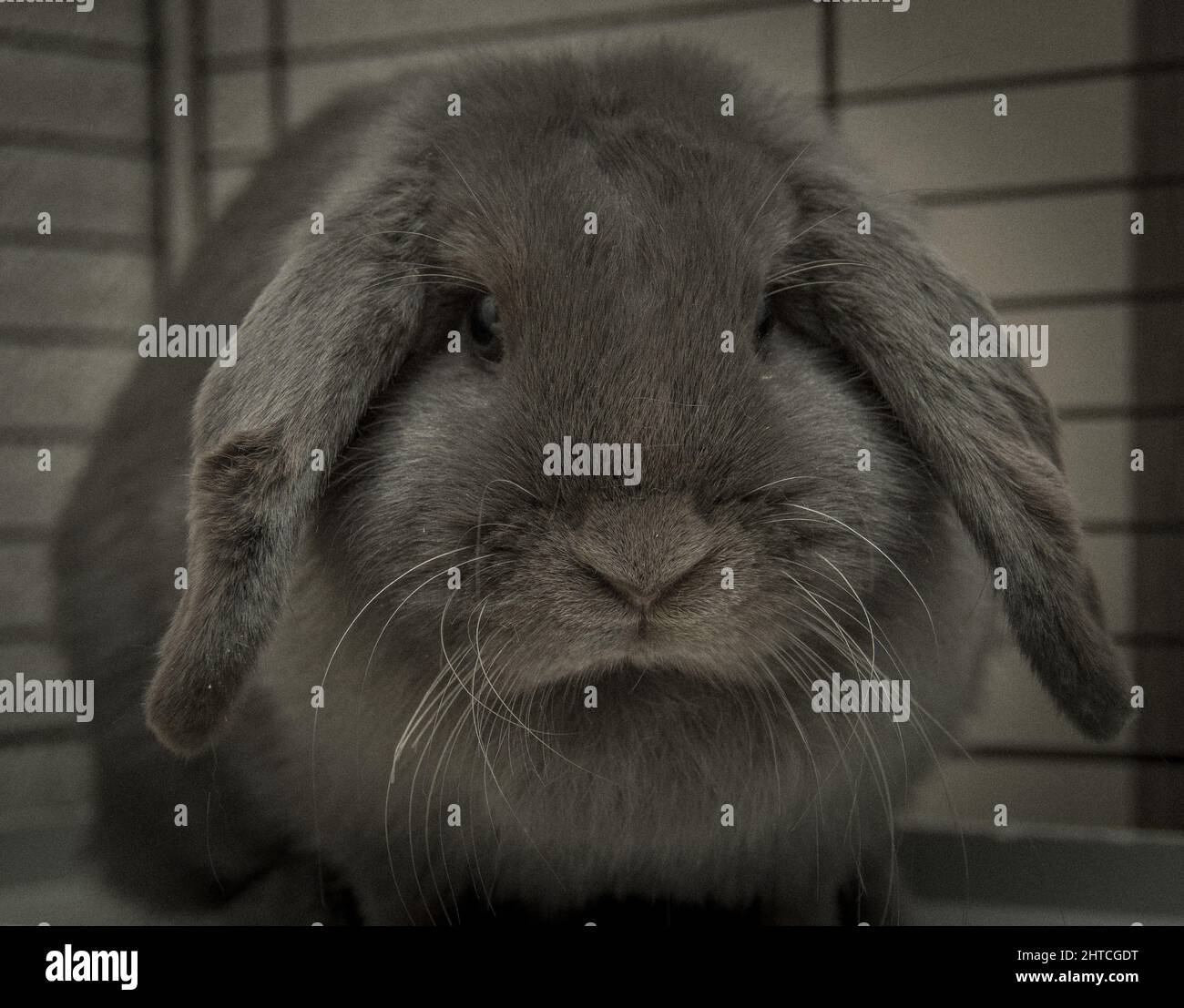 Grayscale close-up shot of a lop-eared rabbit Stock Photo - Alamy