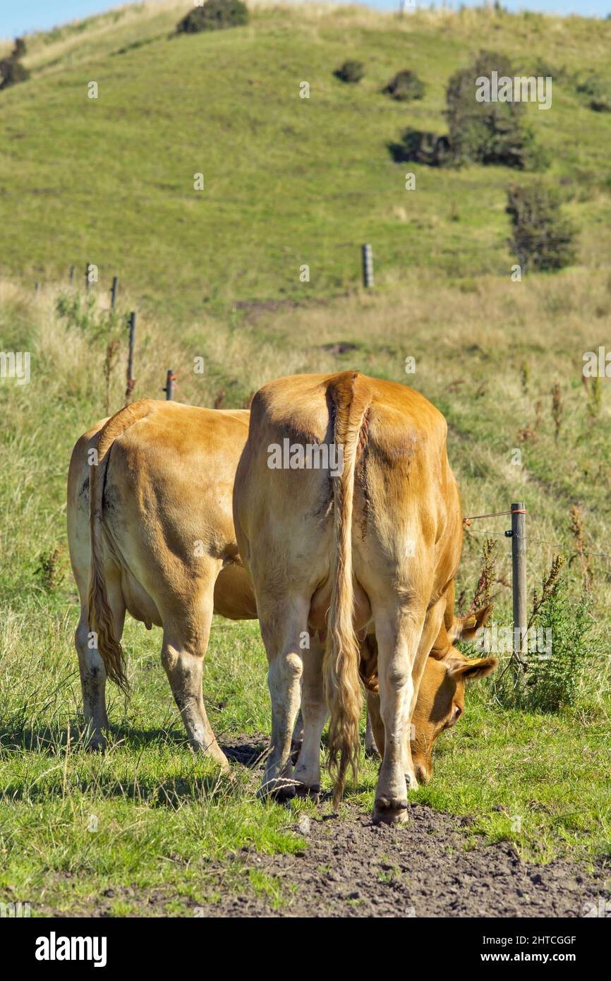 Vertical photo of cows from behind, grazing in a meadow Stock Photo - Alamy