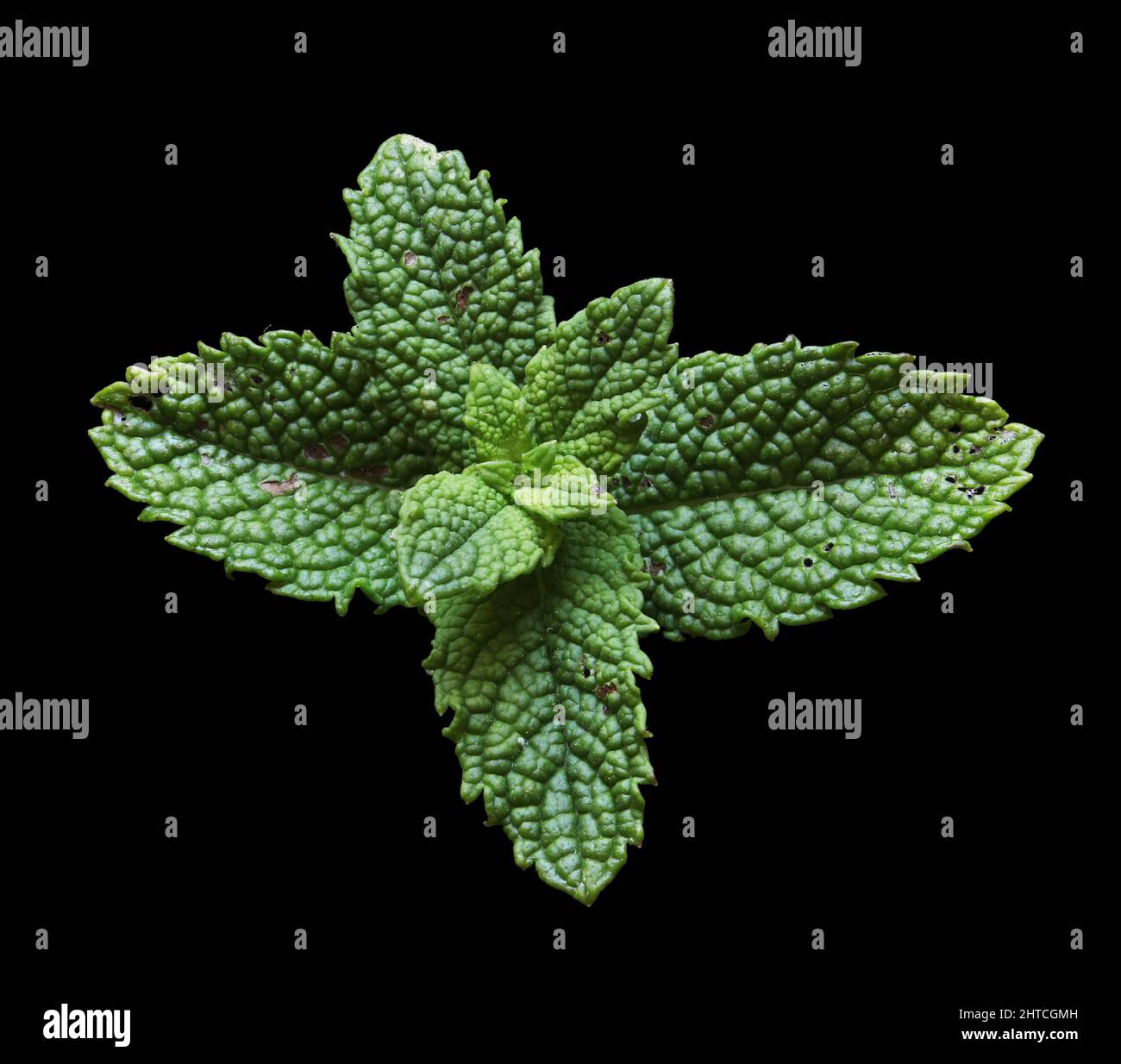 Top view of a mint head isolated on black background Stock Photo - Alamy
