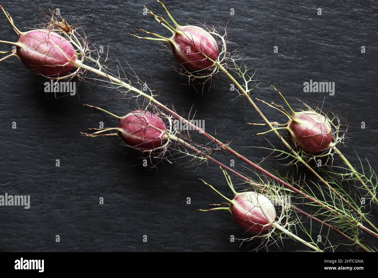 Nigella seed pods bunch hi-res stock photography and images - Alamy