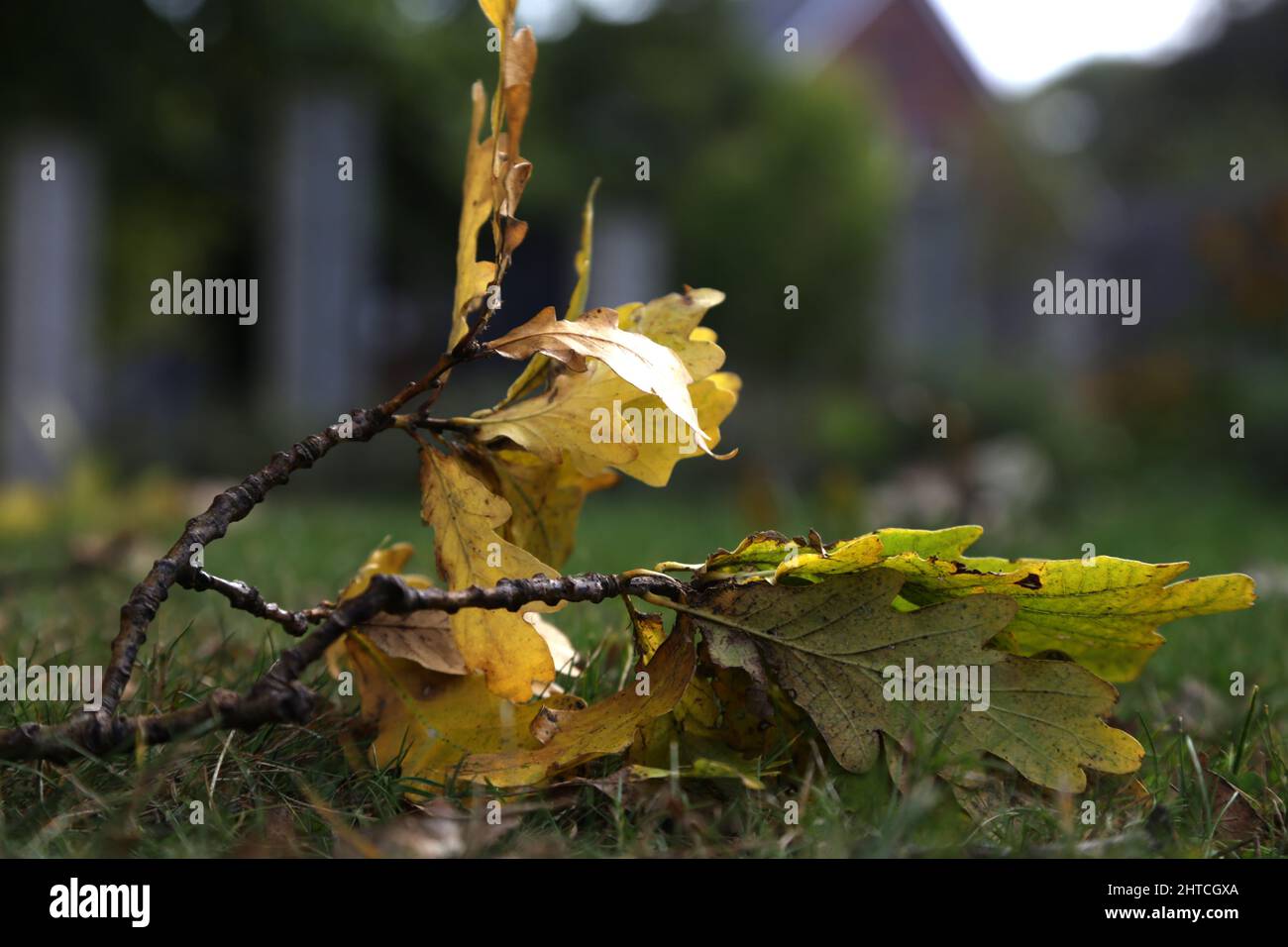 Closeup of a fallen tree branch with colorful leaves on the grass Stock ...