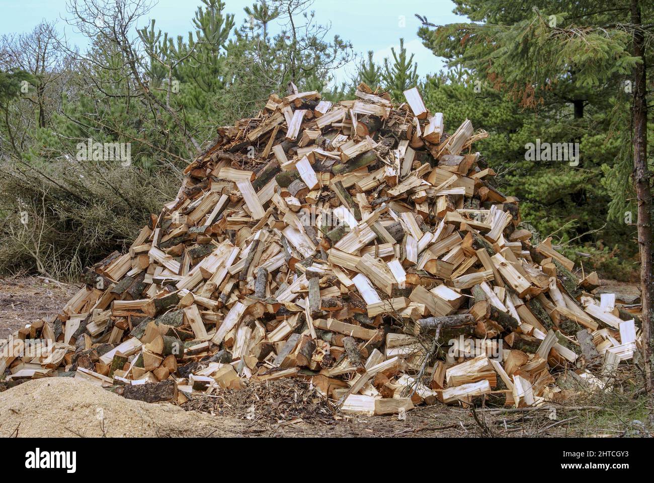 Photo of a pile of log wood cut pieces in a forest Stock Photo - Alamy