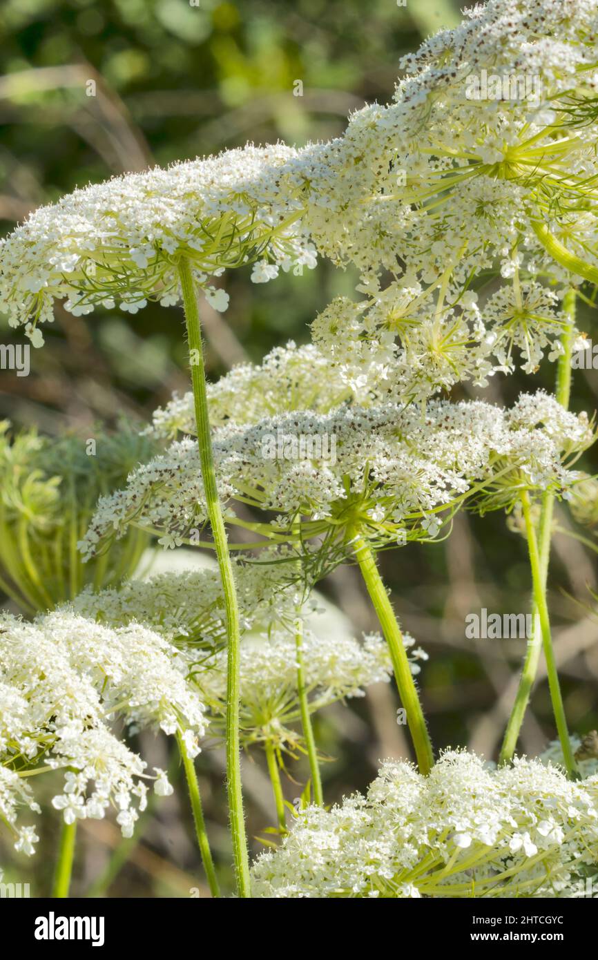 Vertical photo of hogweed plants Stock Photo - Alamy