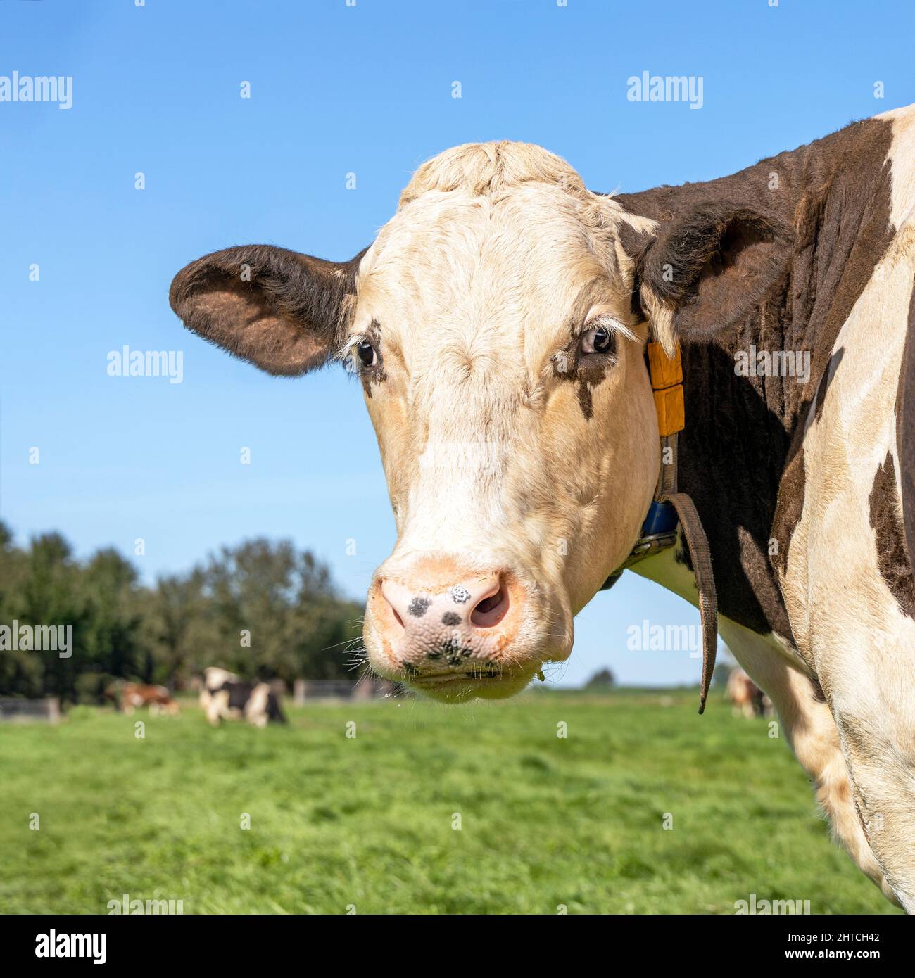 Cow turning head, looking backwards in the field under a pale blue sky ...