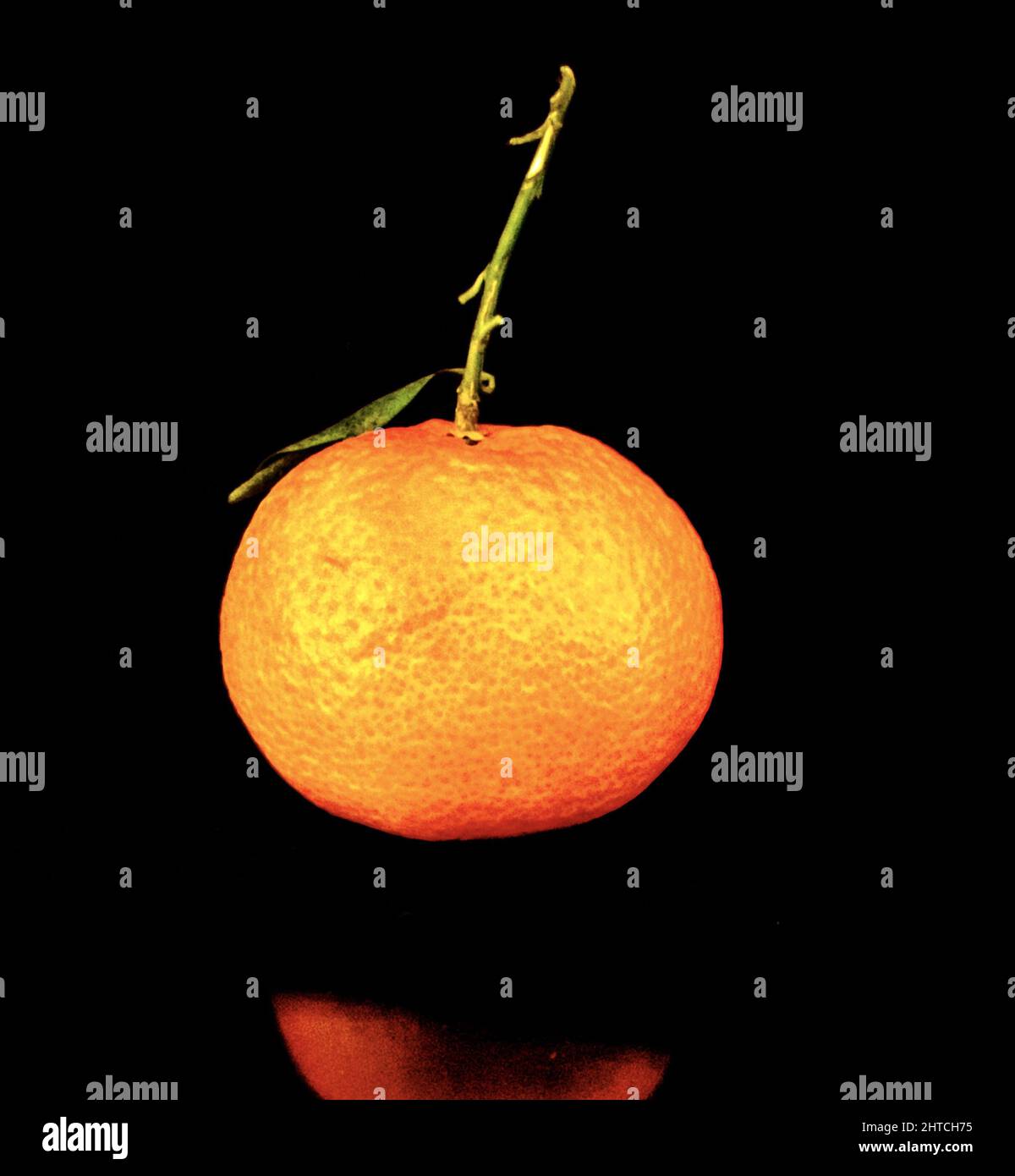 View of a single tangerine on black surface and background with ...