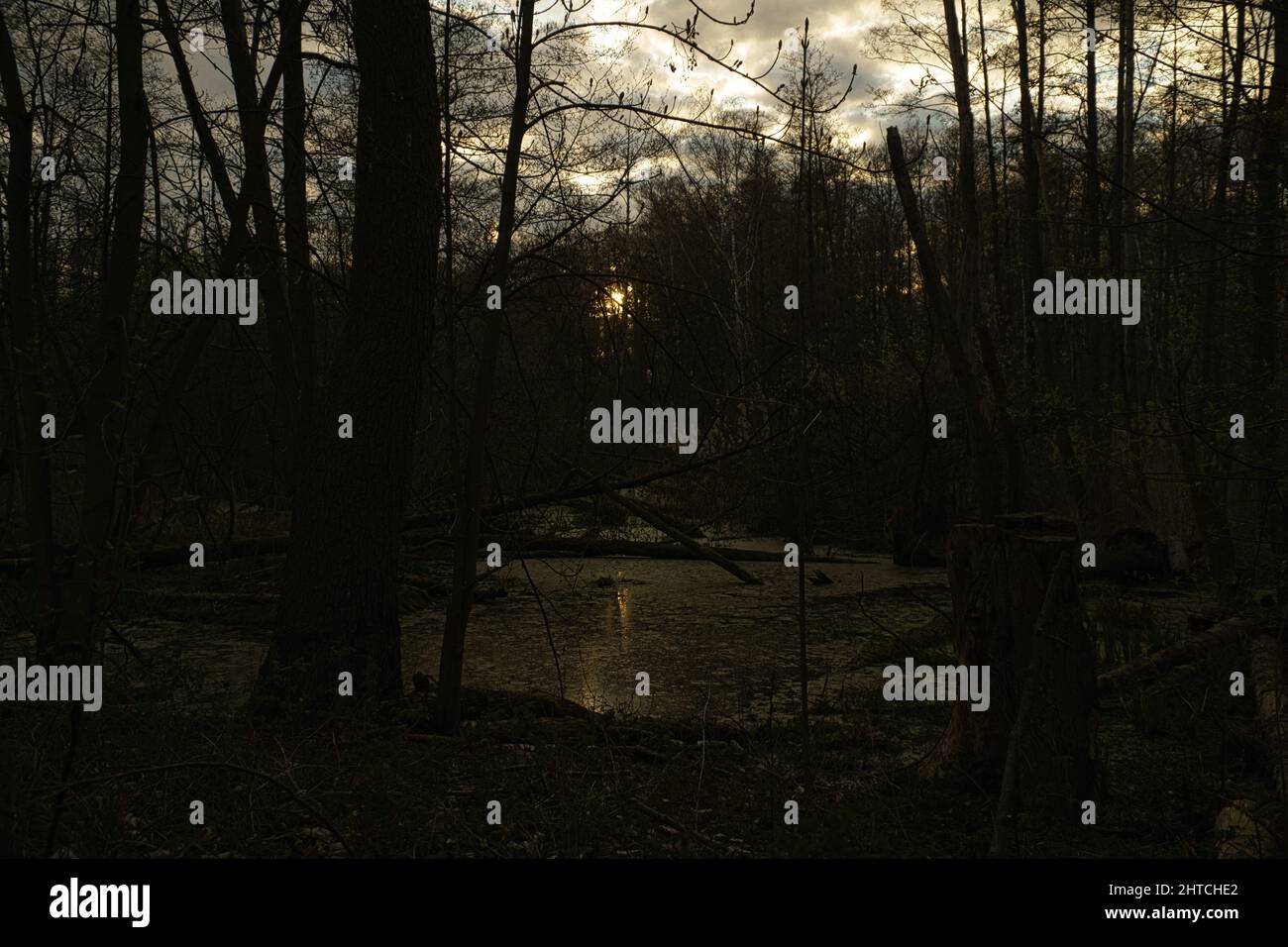 Eerie view of the woods on a gloomy day Stock Photo - Alamy