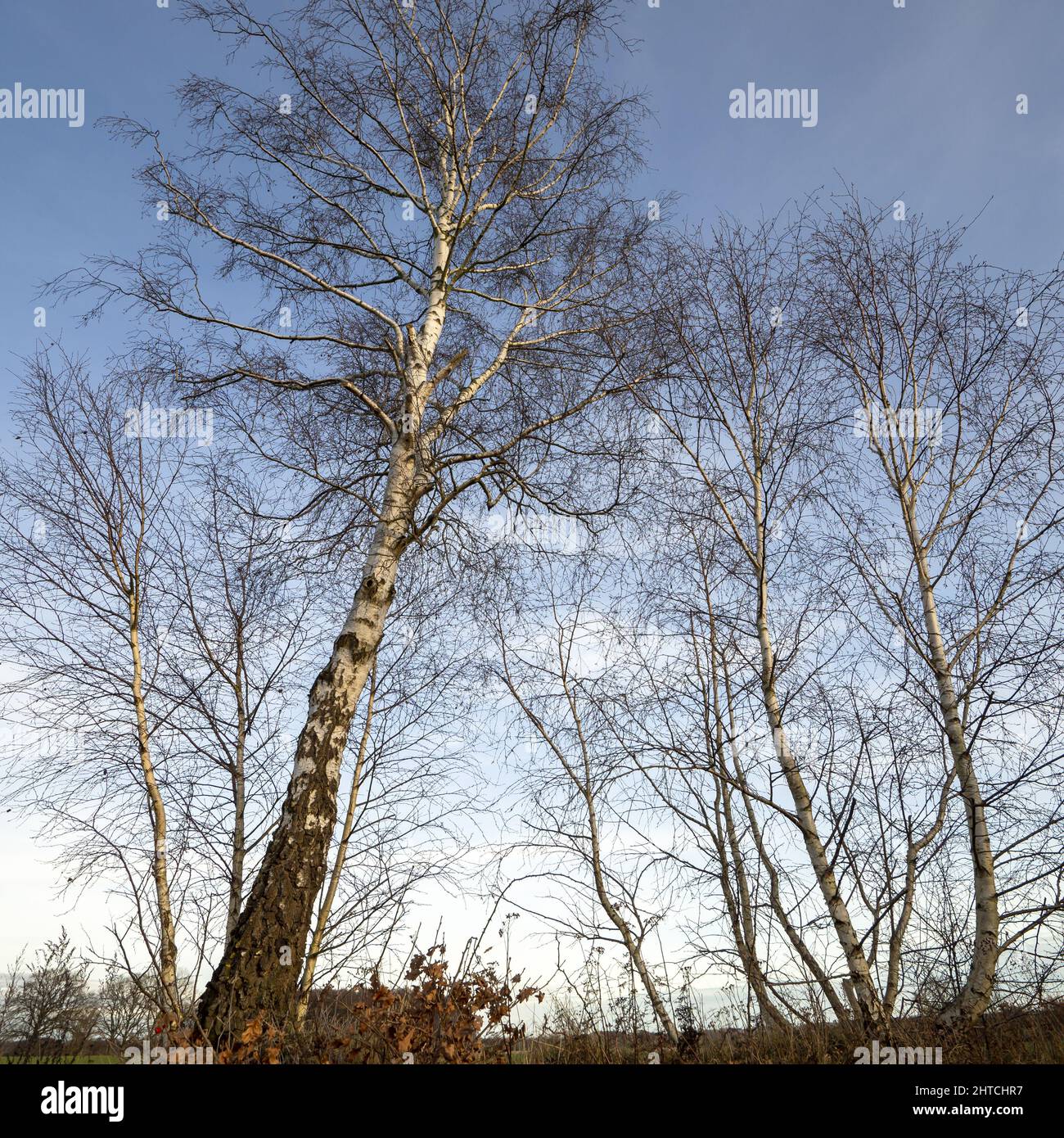 Trees stretch to the sky with a look from below Stock Photo - Alamy