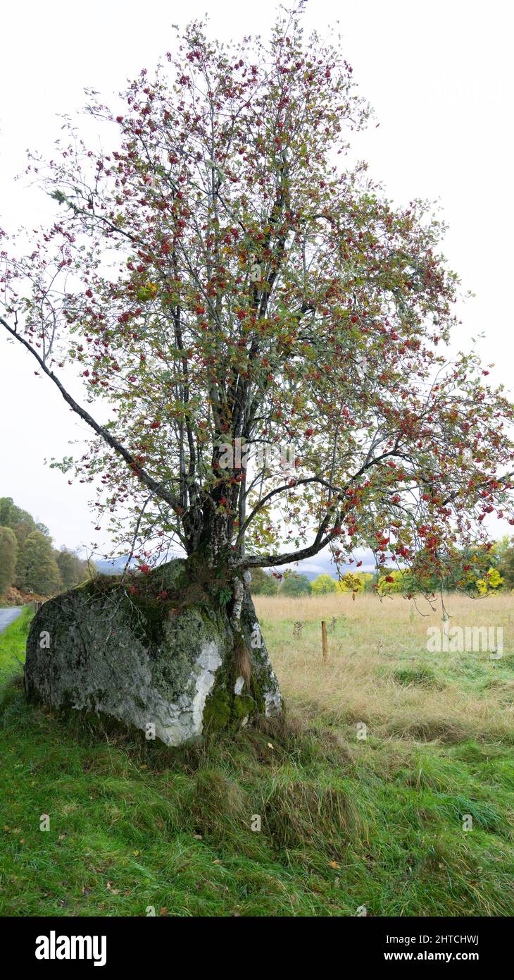 Rowan growing hi-res stock photography and images - Alamy