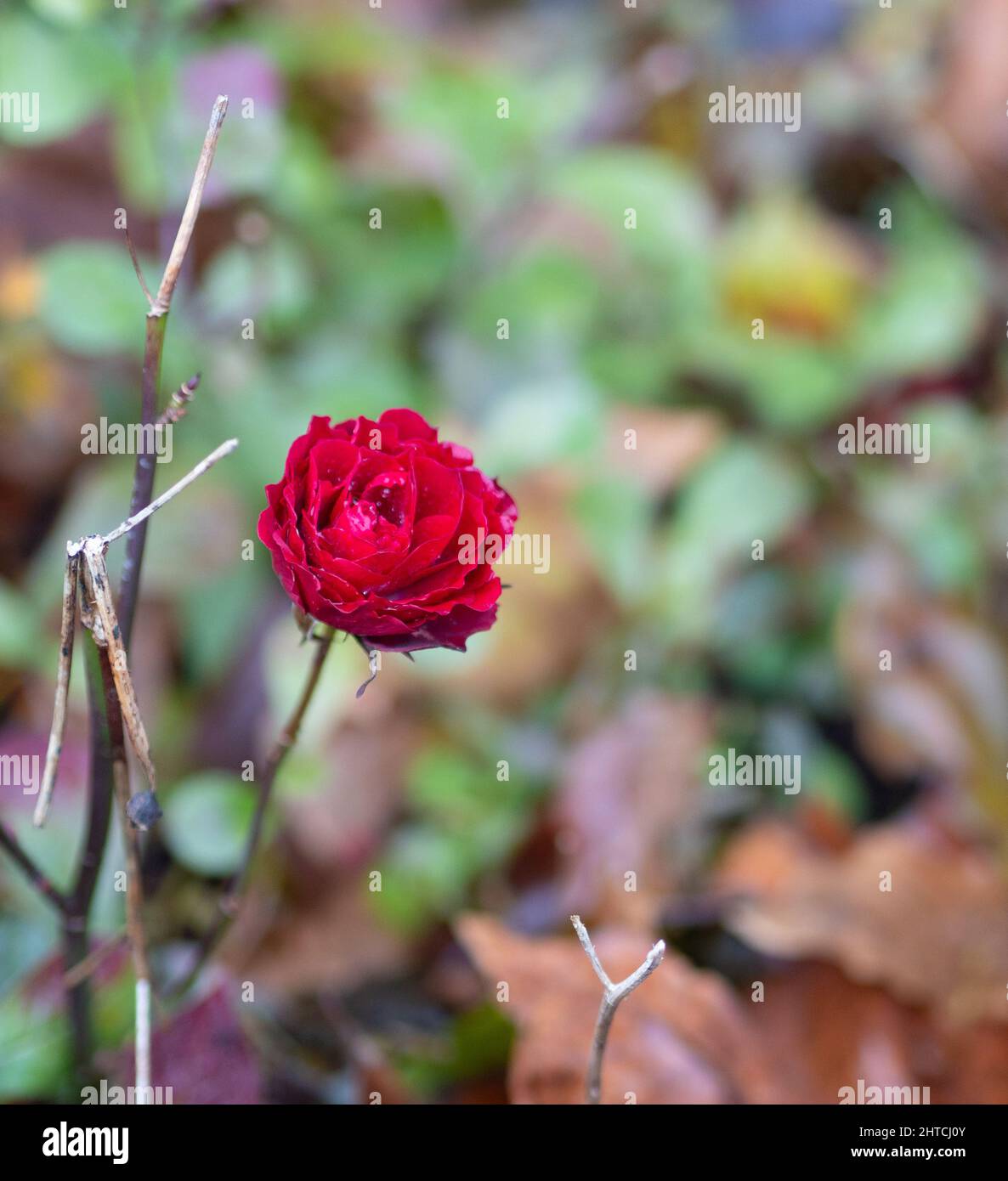 Selective focus of a rose Stock Photo - Alamy