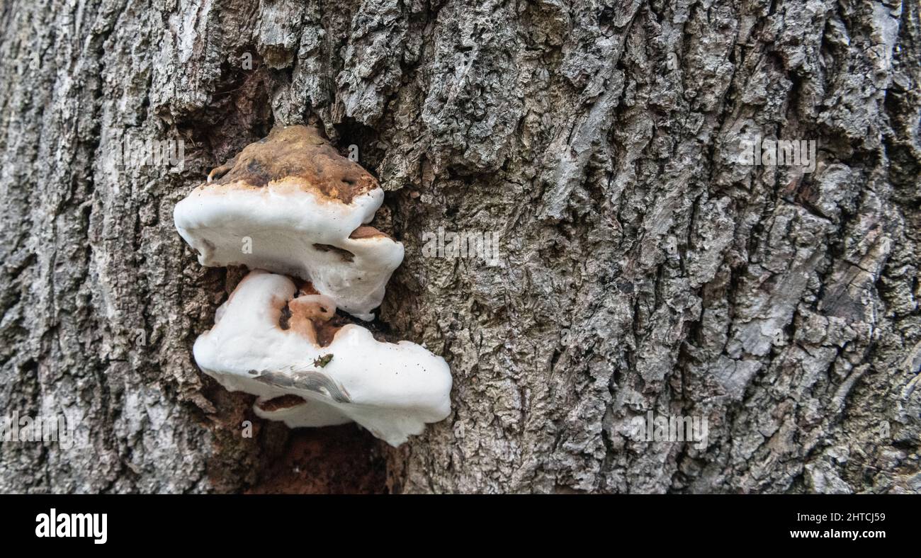 Fungi growing on a rotting tree stump, cut down because of the decay ...