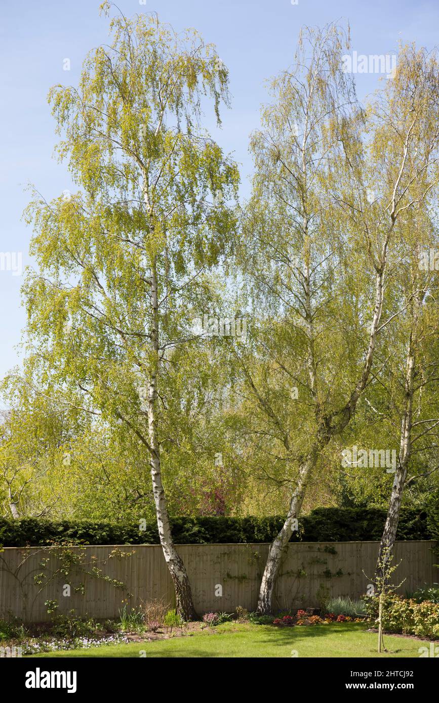 Garden trees, backyard landscaping with silver birch trees in spring ...