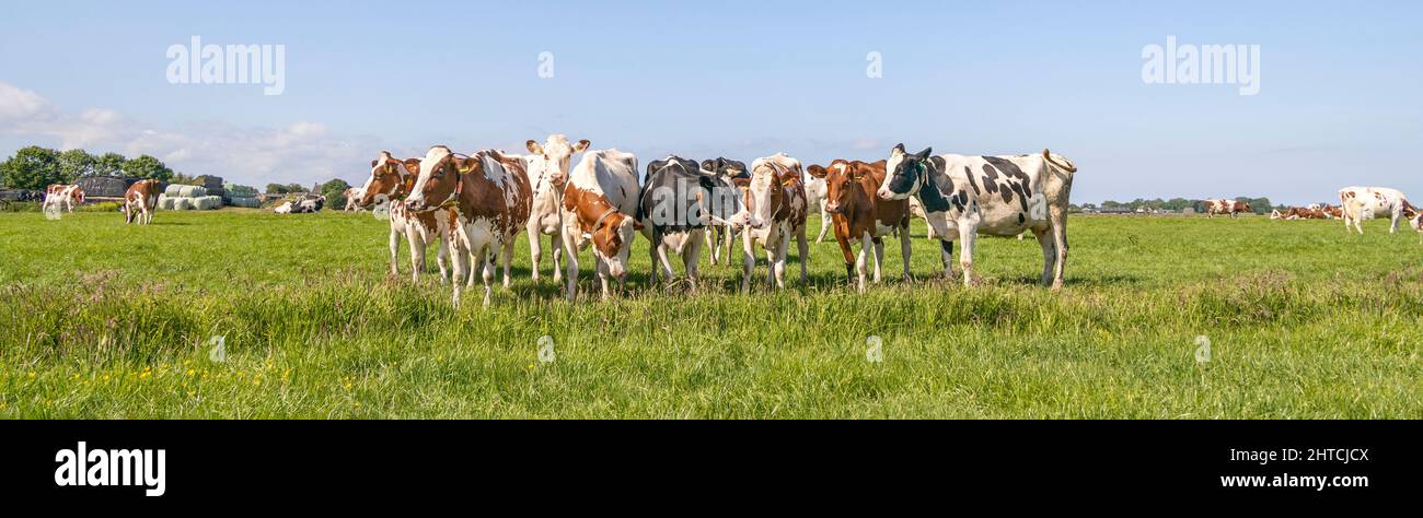 Group cows standing together in a row in a green field, panoramic wide ...