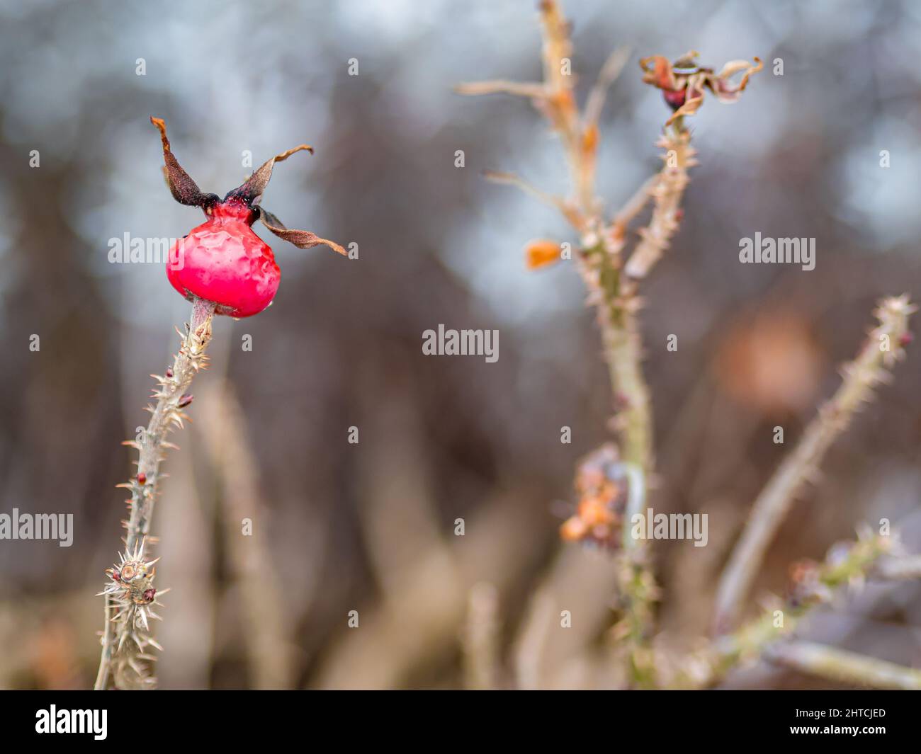Rosa spikes hi-res stock photography and images - Alamy
