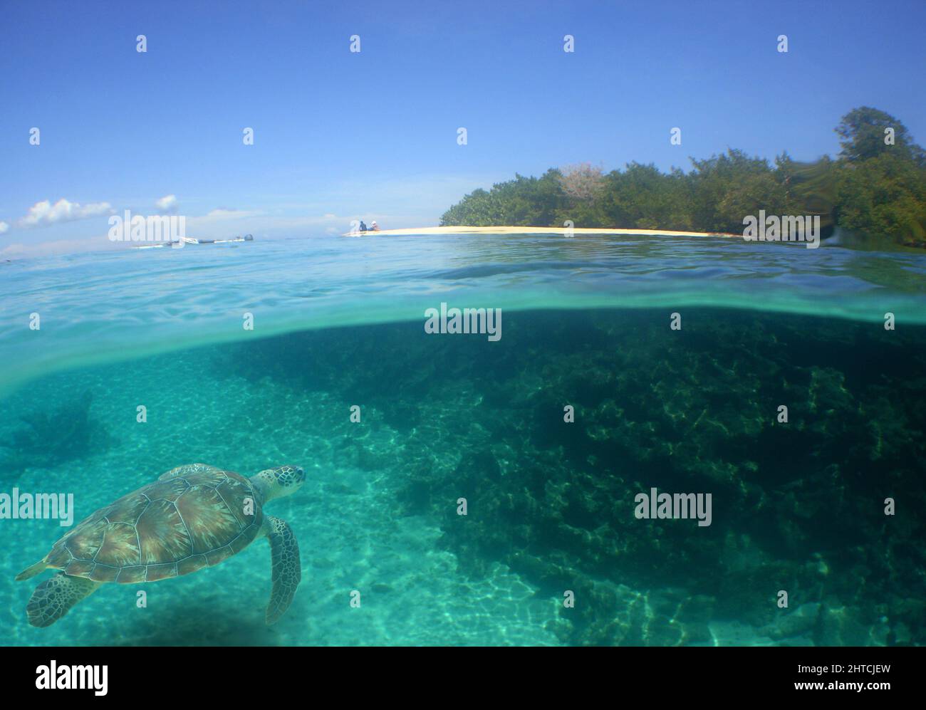 Beautiful view of the transparent ocean with a swimming turtle ...