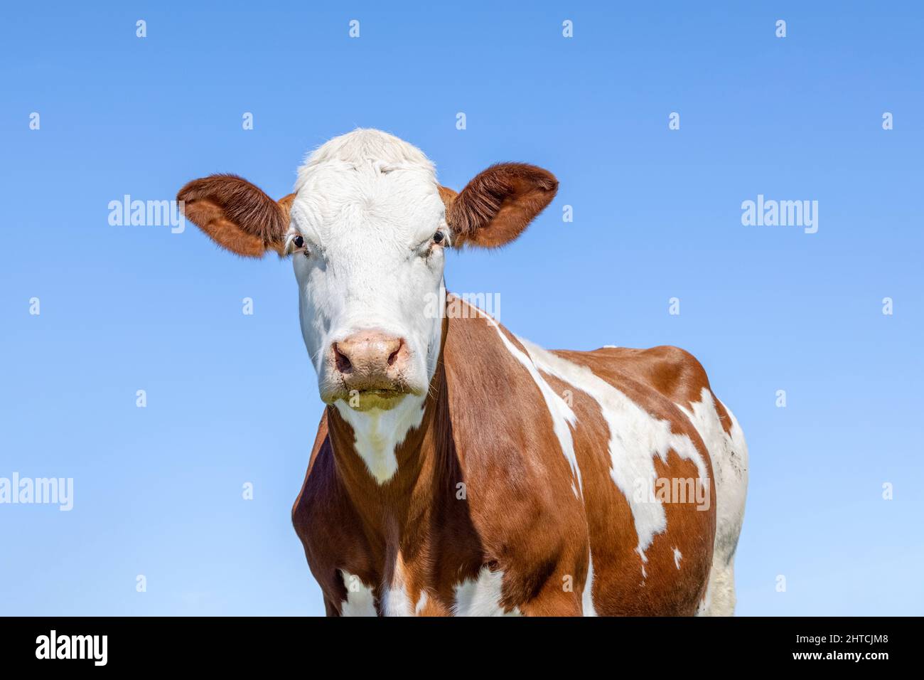 Cow portrait, a cute and calm red bovine, white red mottled, pink nose ...