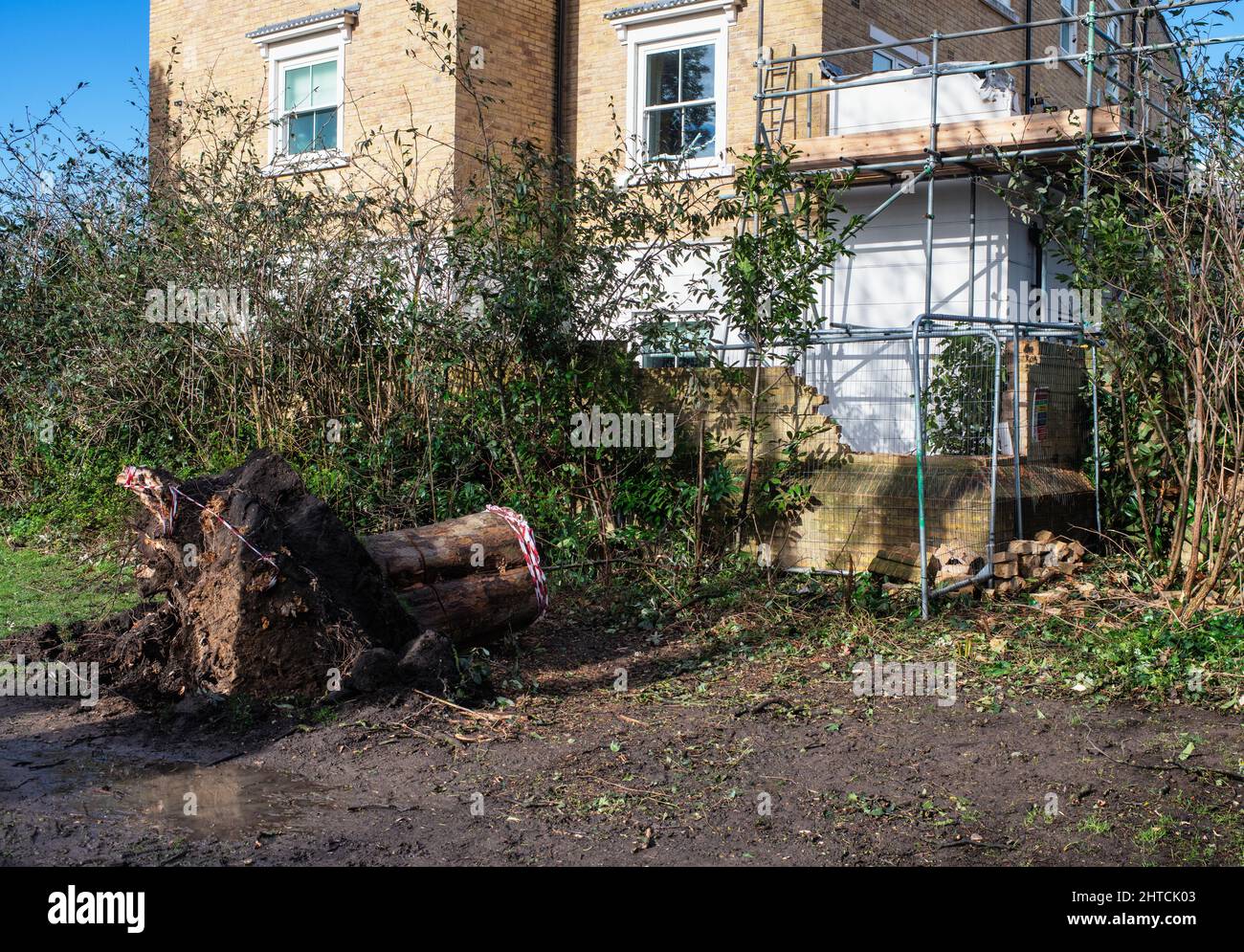 Fallen tree and broken wall, storm damage caused by storm Eunie ...
