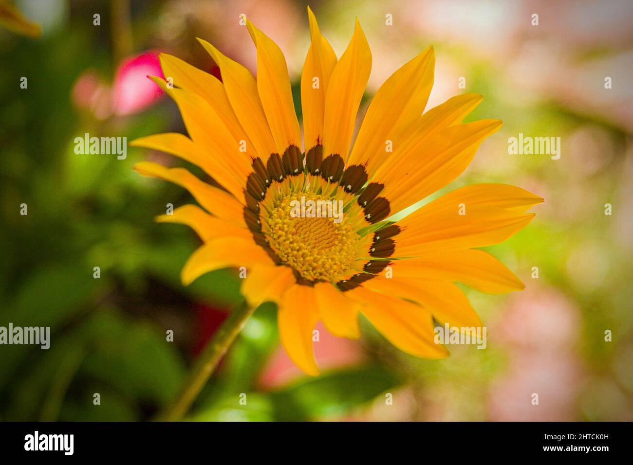 Closeup shot of blooming sunflower against a bokeh background Stock ...