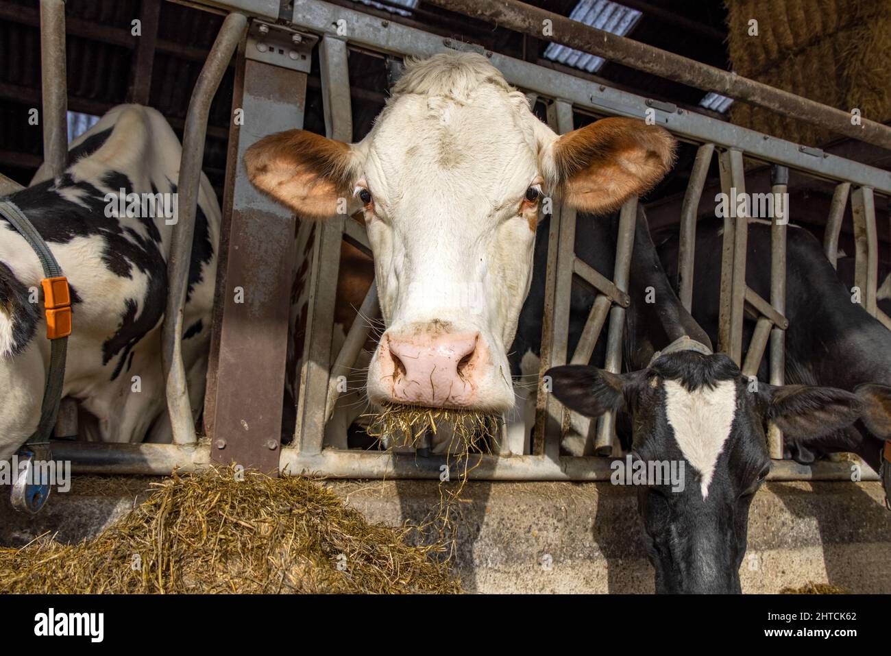 Cow in stables at feeding time, peeking through bars of a iron fence in ...