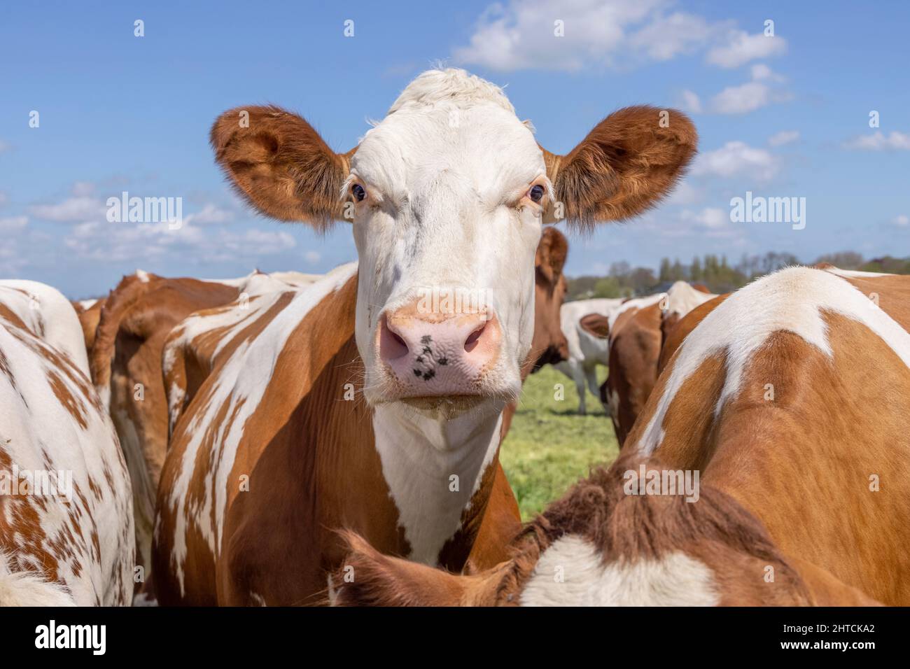 Cow head red and white, friendly standing amidst other cows, calm and ...
