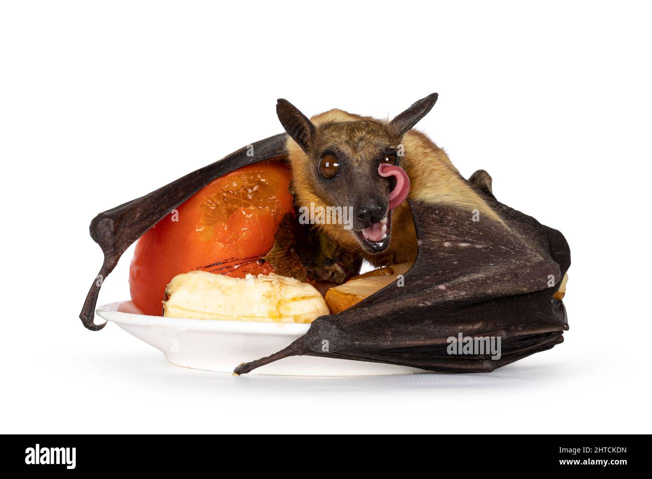 What Do Megabats Eat