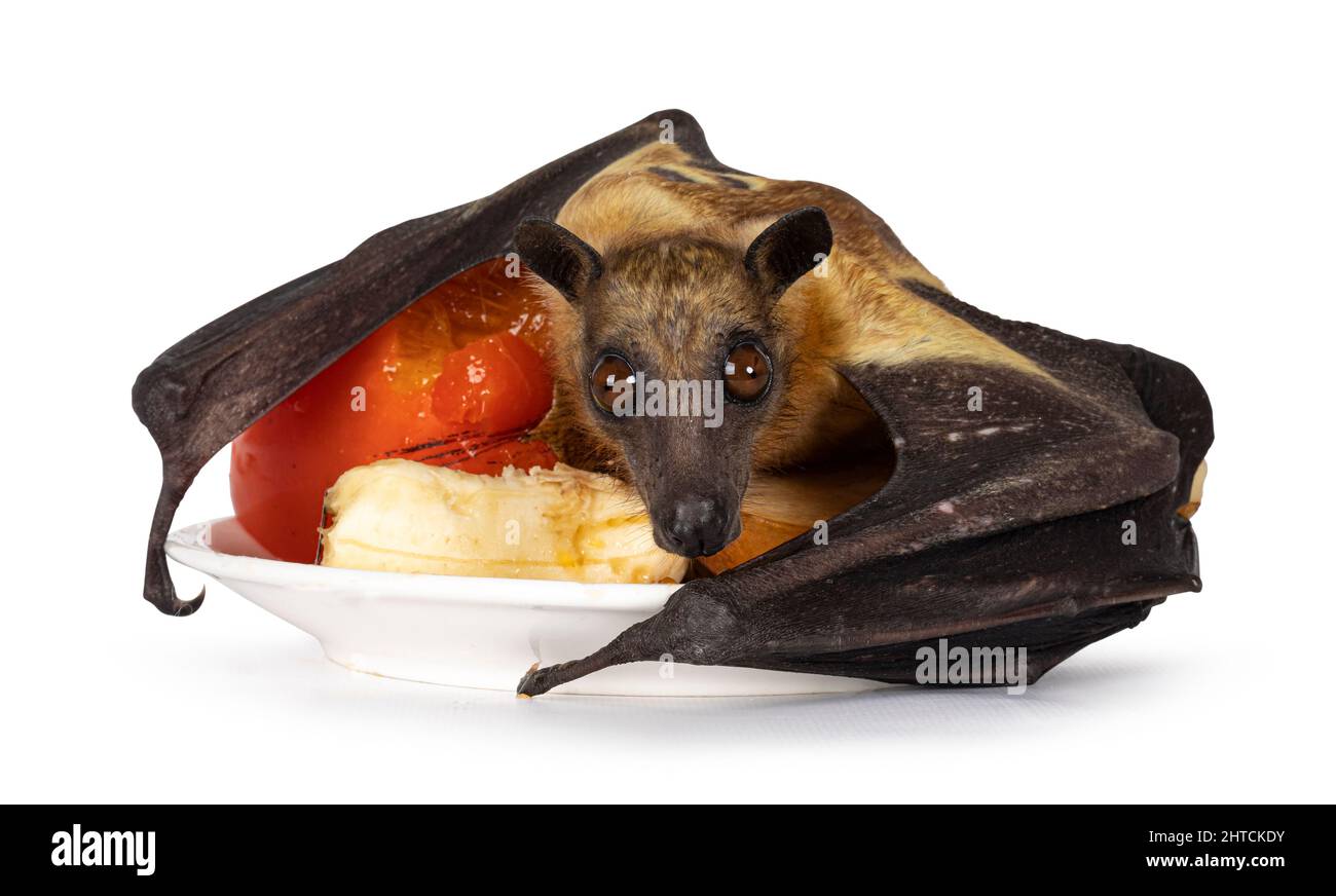 Young adult flying fox, fruit bat aka Megabat of chiroptera, laying on ...