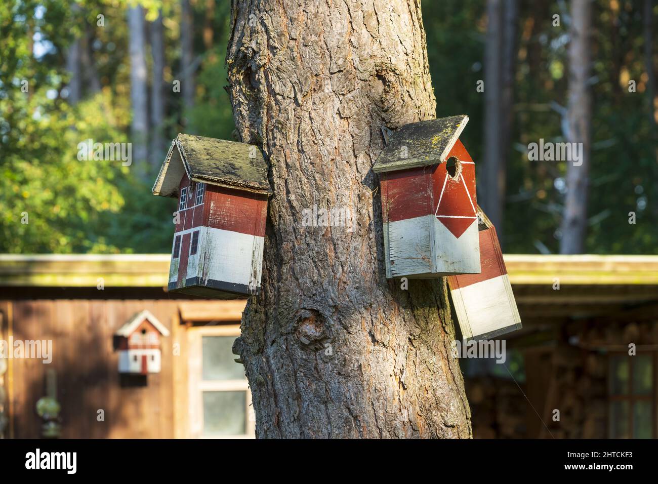 Insect houses on a tree trunk in a garden with blurry background Stock ...