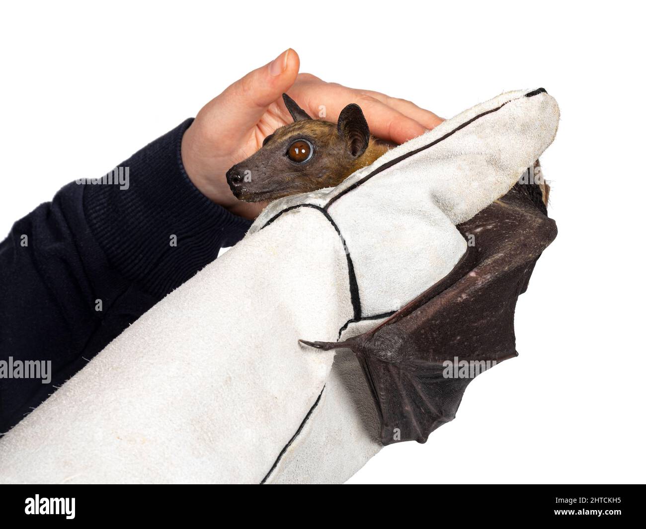 Flying Fox Bat Next To Human Lubee Bat Conservancy The Malayan