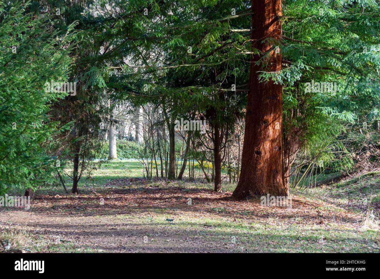Red Wood Tree Texture 282 Redwood Lumber Stock Photos, High Res