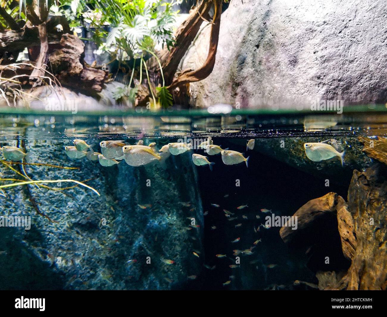 Hatchetfish hi-res stock photography and images - Alamy