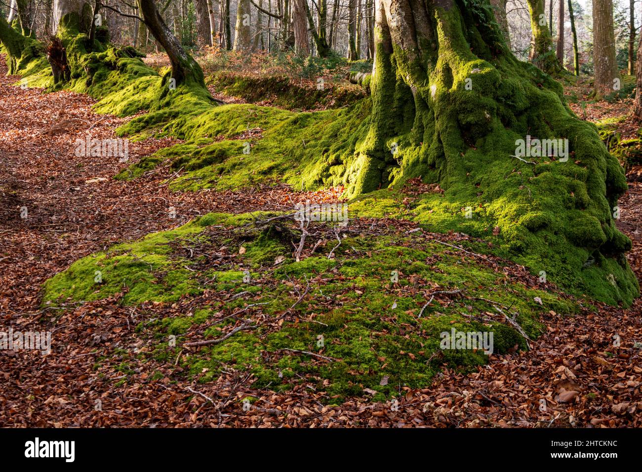 Mossy roots hi-res stock photography and images - Alamy