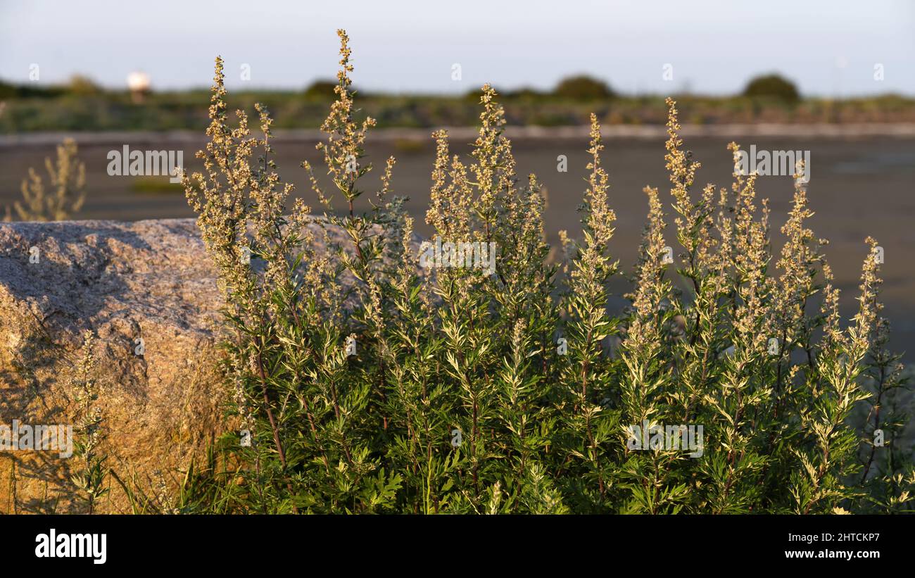 Closeup of a mugwort (Artemisia vulgaris) plant in the background of a ...