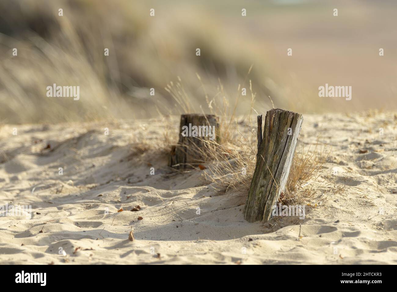 Closeup of small tree stumps in n a sandy ground on blurry background ...