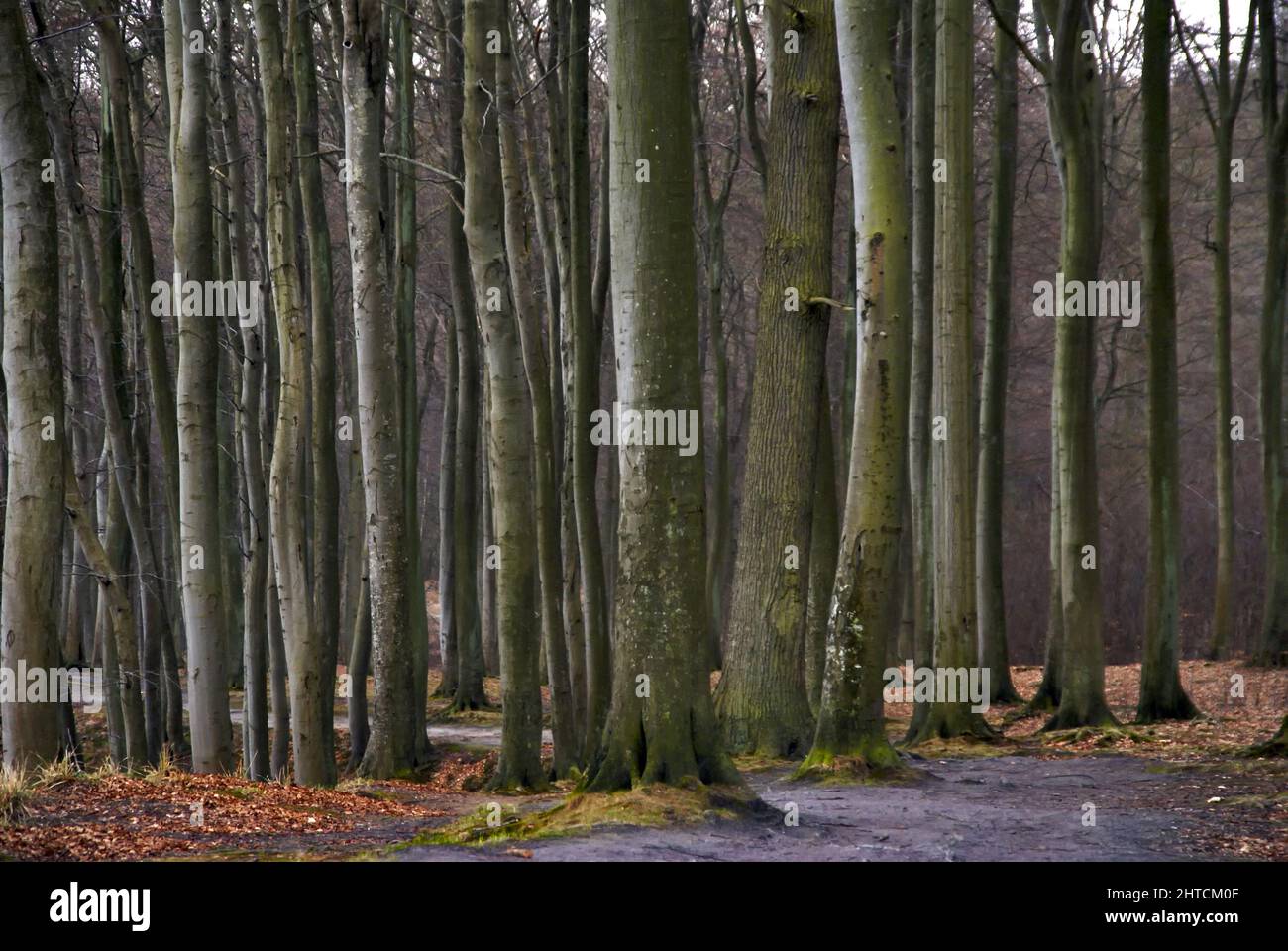 Trunks of thin tall trees in a forest or park. Good for background ...