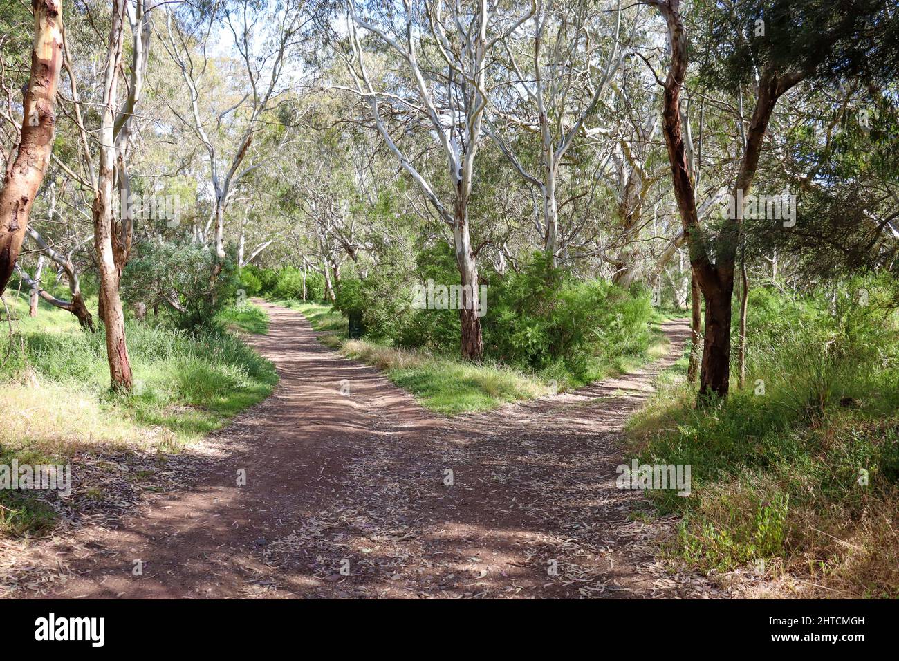 Walking path through Eucalypt trees Stock Photo - Alamy