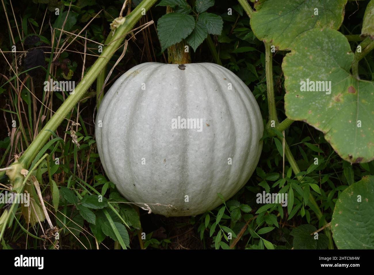 Closeup of a white pumpkin growing in a garden surrounded by lush ...