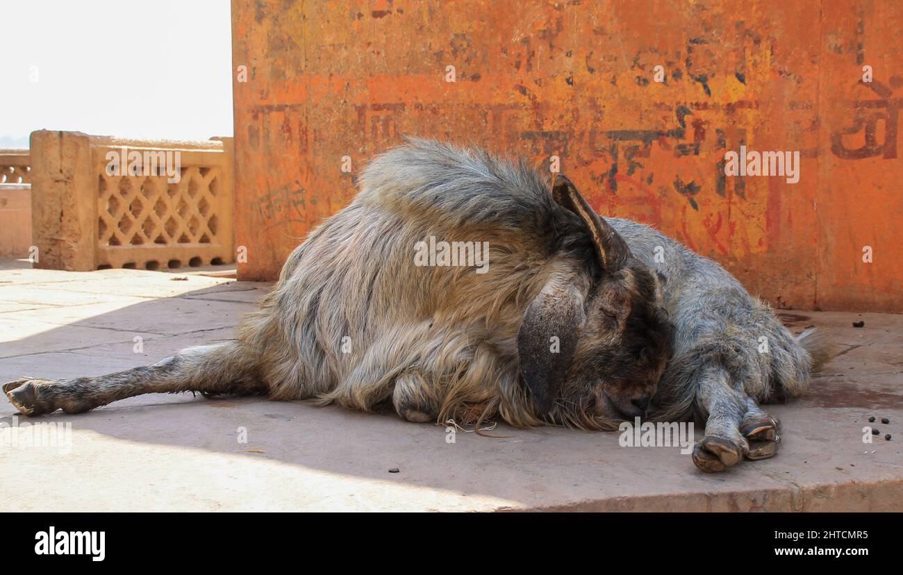 Closeup of a fluffy goat laying down on the ground in India Stock Photo ...