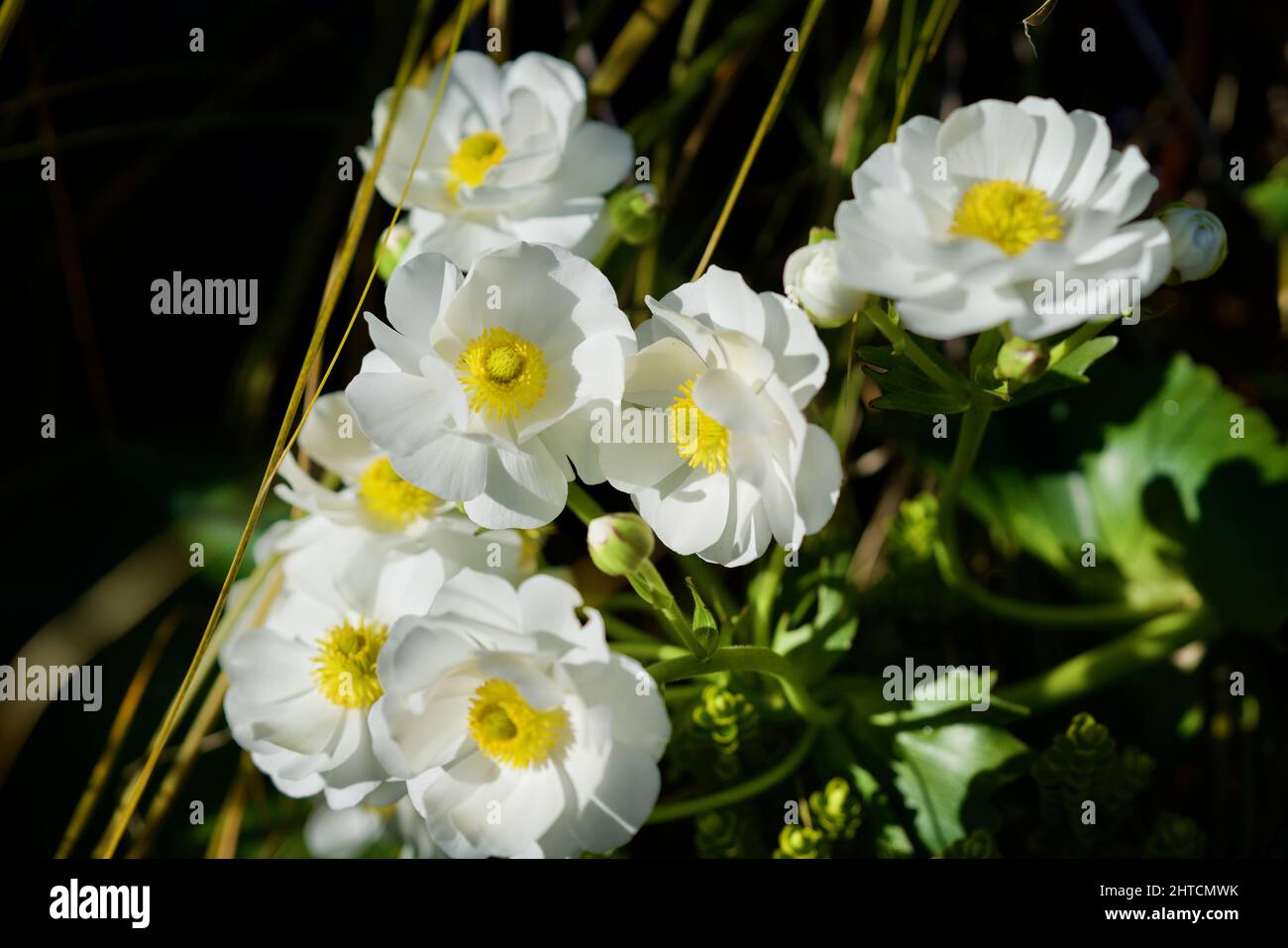 Closeup of delicate Ranunculus lyallii flowers growing in a garden ...