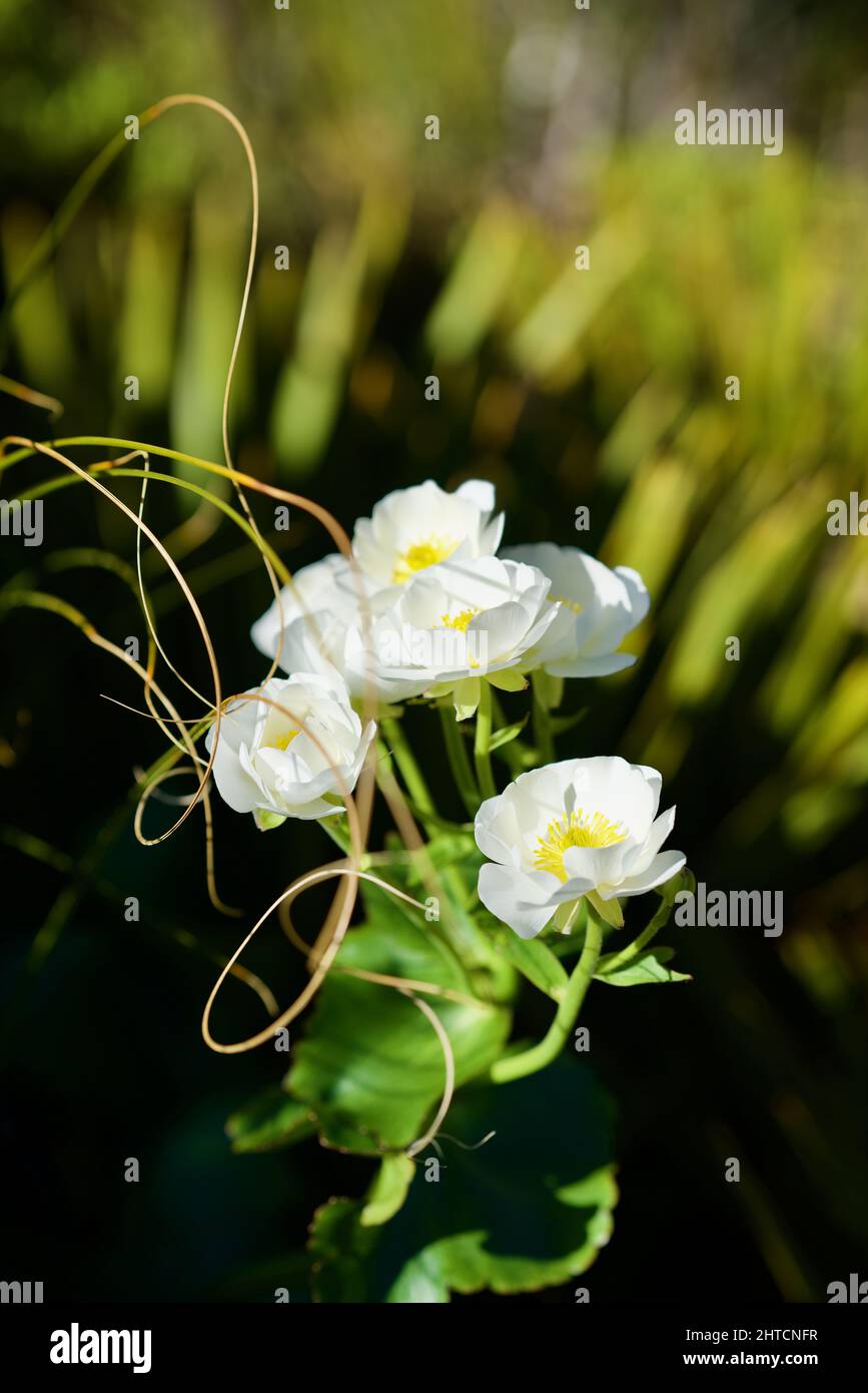 Vertical shot of beautiful Ranunculus lyallii flowers growing in a ...