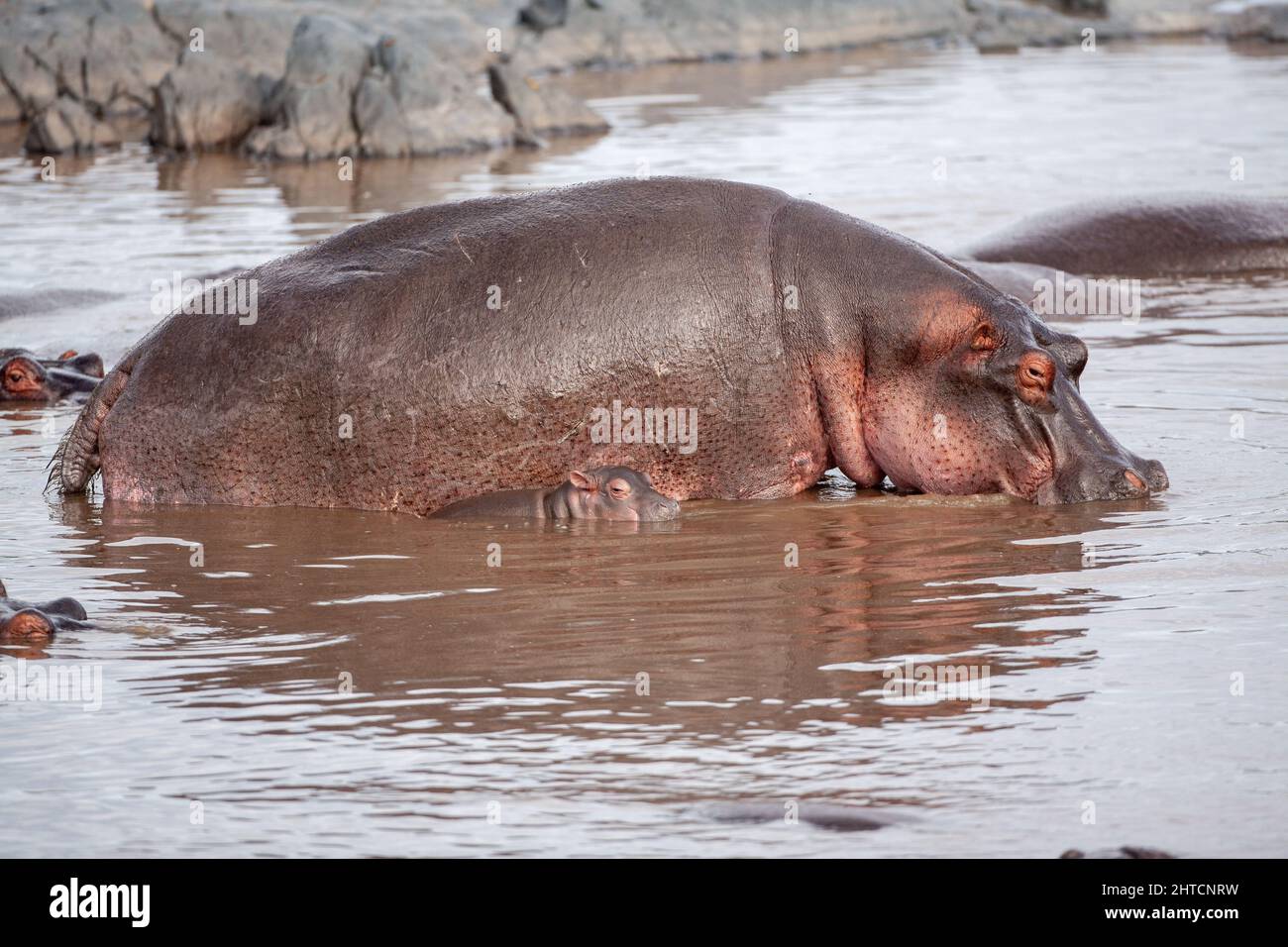 A pod of Hippopotamuses (hippopotamus amphibius) in a waterhole ...