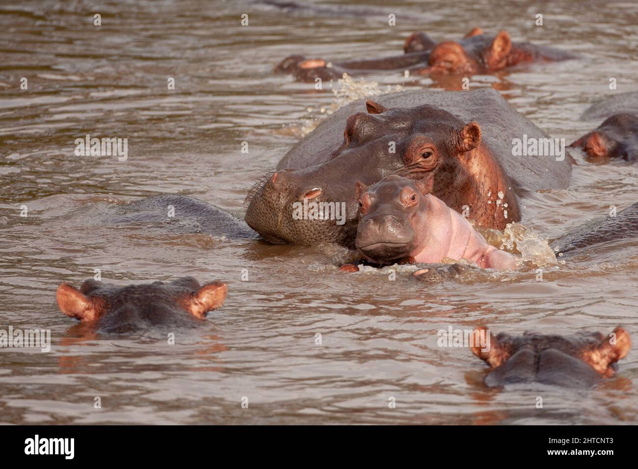A pod of Hippopotamuses (hippopotamus amphibius) in a waterhole ...