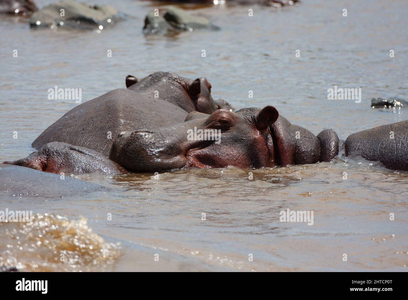 A pod of Hippopotamuses (hippopotamus amphibius) in a waterhole ...