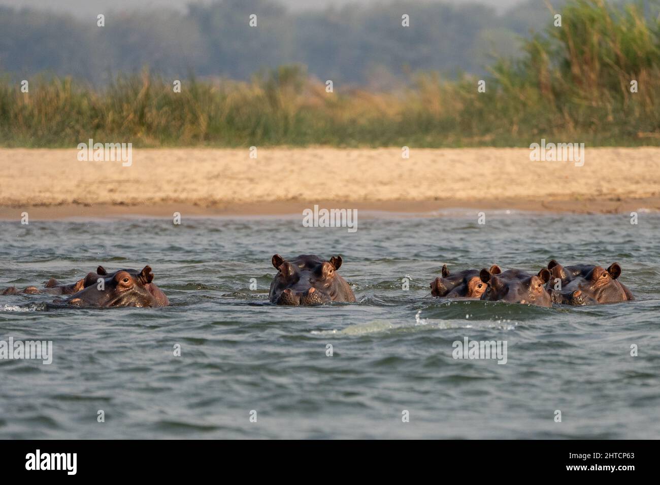 A pod of Hippopotamuses (hippopotamus amphibius) in a waterhole ...
