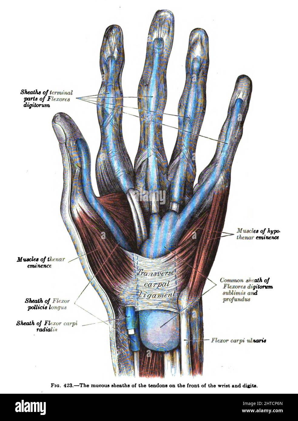 Vintage book page with an illustration of hand anatomy Stock Photo - Alamy