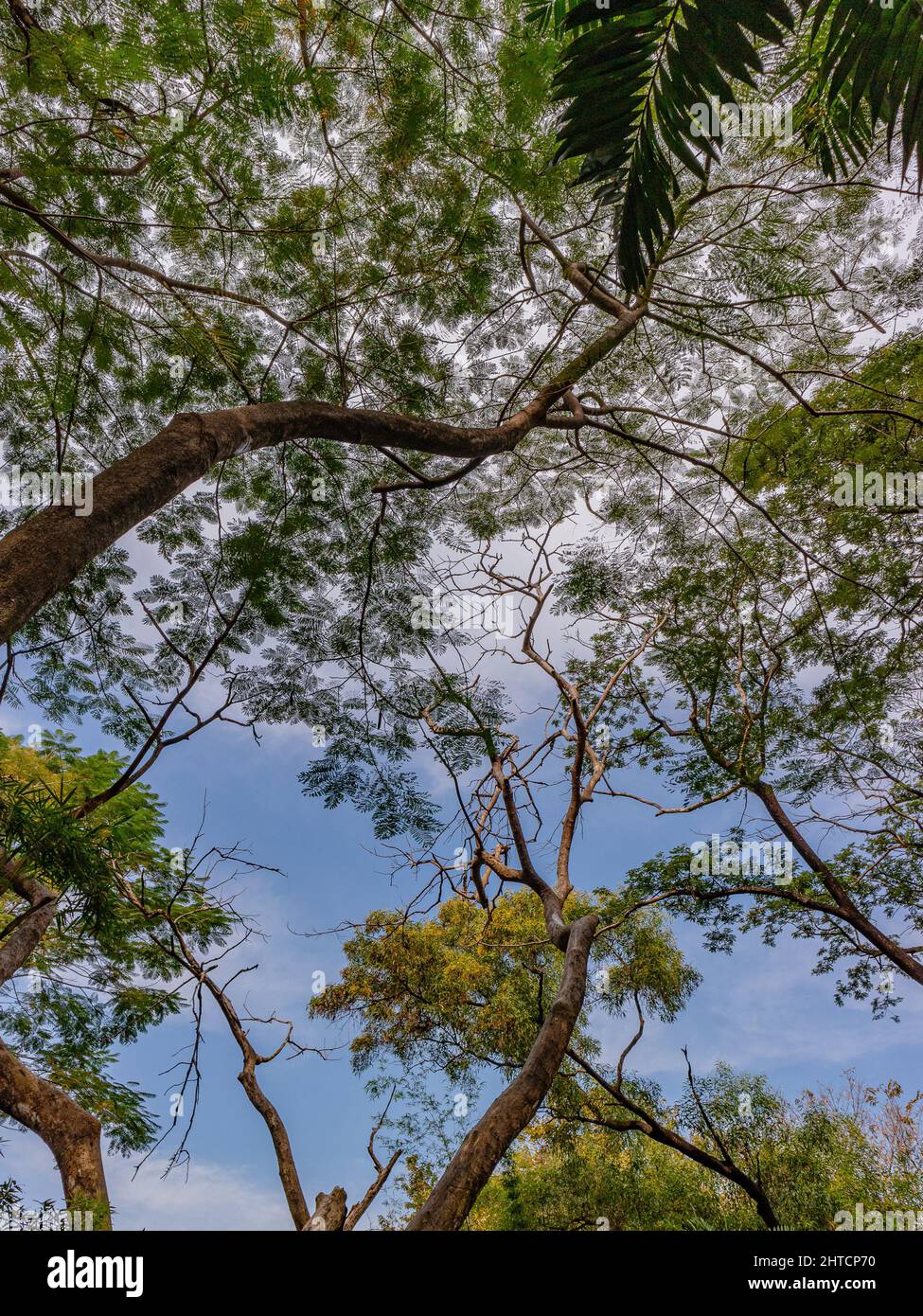 Looking Upward at Trees Stock Photo - Alamy